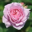 Heirloom Roses - Bolero Rose Bush - White Floribunda Rose Plants ...