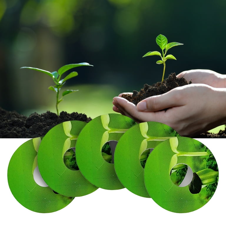 Plant Life Cycle, Seed Germination, Growth, Flowering, Seed Formation