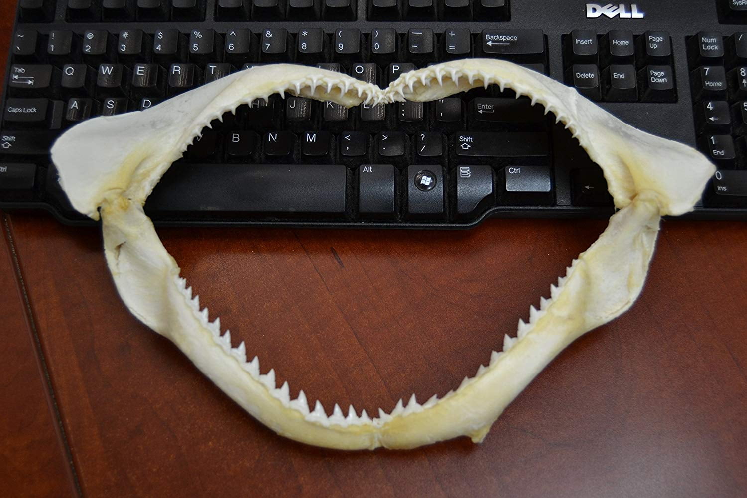 Real Black Tip Shark Teeth Mouth Jaw 12" - Walmart.com