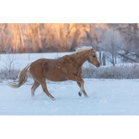 Horse drive in winter on Hideout Ranch, Shell, Wyoming Horses running ...