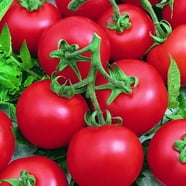 Peron Sprayless Tomato Seed ~25 Seeds - Heirloom, Open Pollinated, Non ...