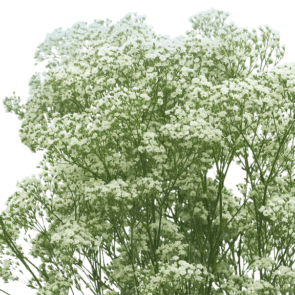 Bloomingmore White Baby's Breath Fresh Cut Flowers, 5 Bunches, Farm ...