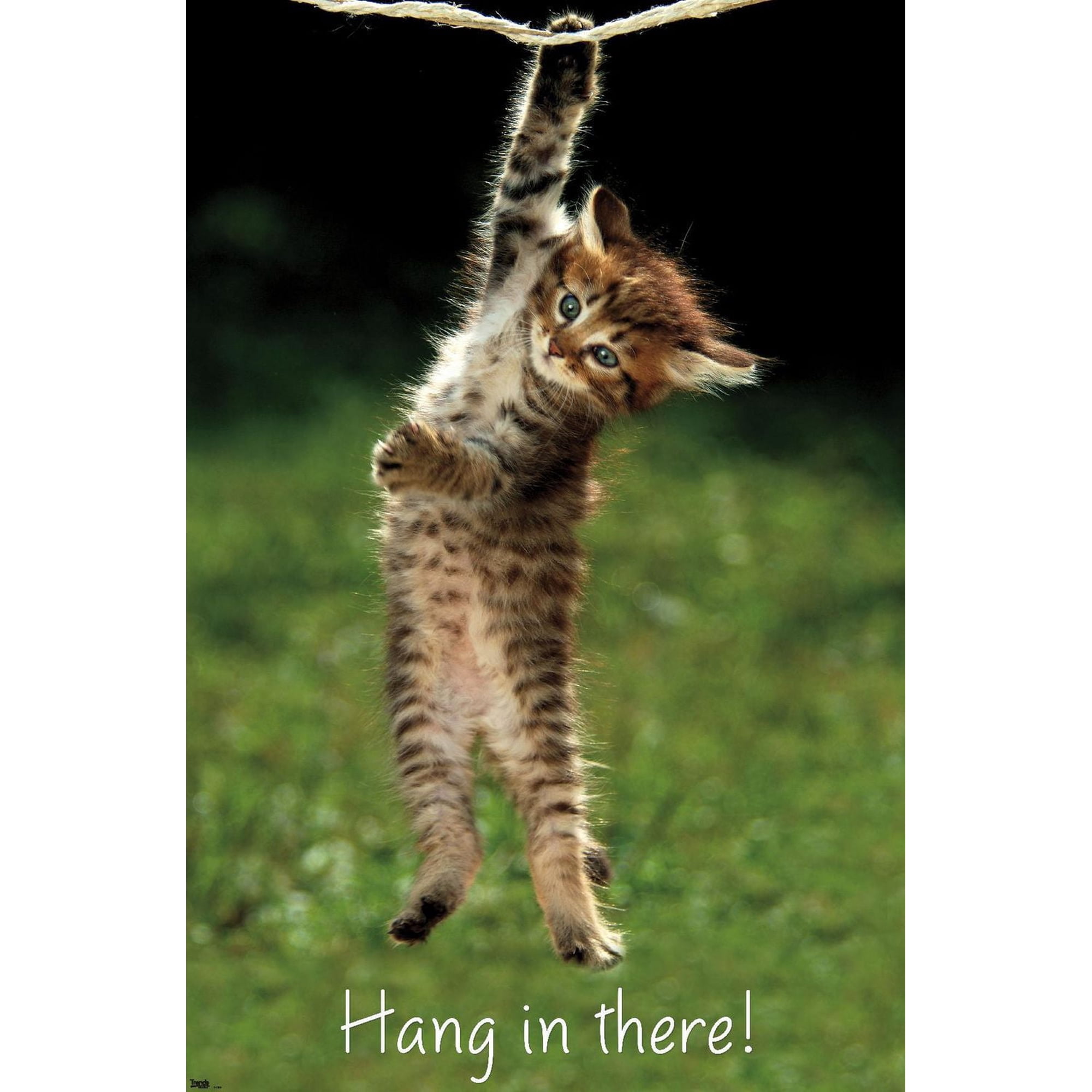 Click here for Trends International Famous Kitten Hang In There P... prices