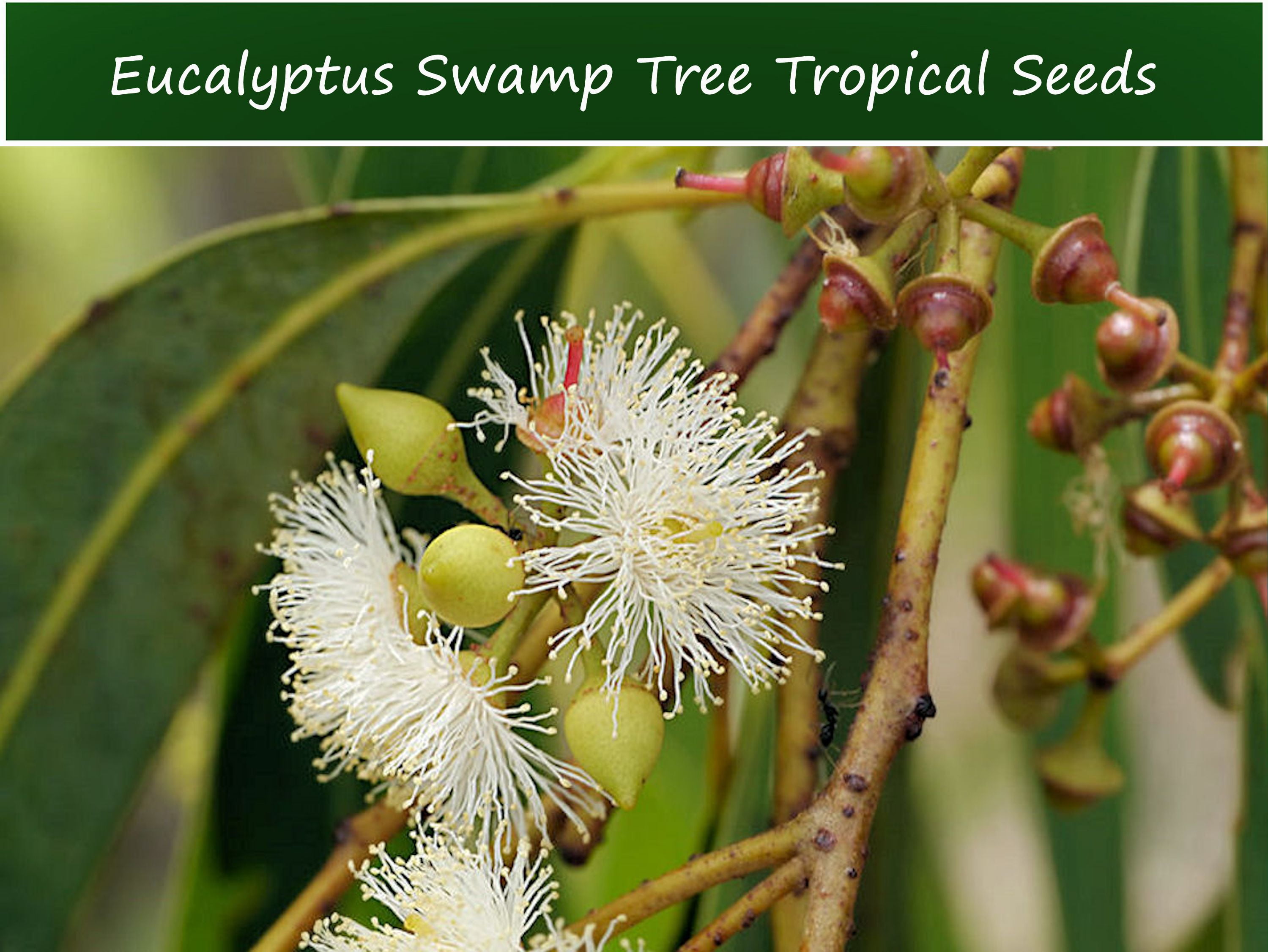 Tropical SEEDS - Swamp Mahogany- 40 Seeds -Rare Seed for Tropical ...