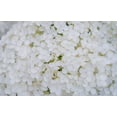 50 PEE GEE HYDRANGEA Paniculata Peegee Panicle White Pink Flower Shrub ...