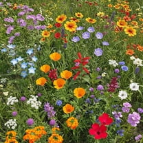 Ferry-Morse Cool Colors Mix Bulk Wildflower Seeds, 1lb - Walmart ...