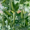 Burpee Organic Garden Sweet Pea, Plant Seeds for Home Garden - Walmart.ca