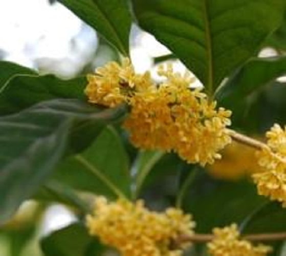 Yellow Flowering Fragrant Tea Olive ( osmanthus ) - Live Plant ( 1 QT ...