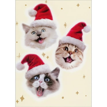 Avanti Press Santa Cat With Cookies Box of 10 Funny Christmas Cards ...