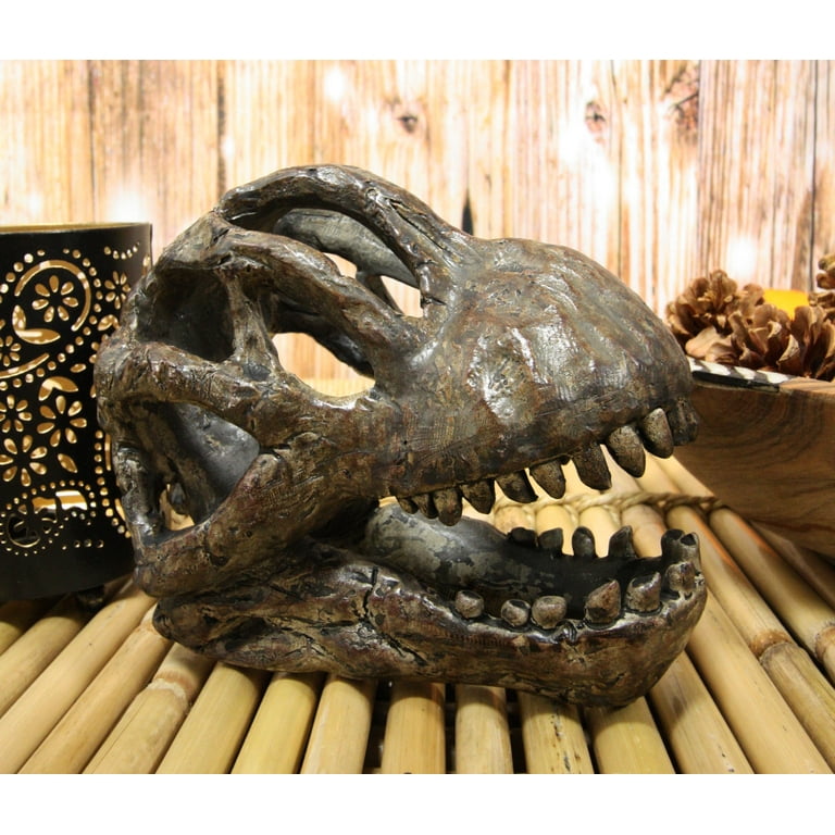 Dinosaur Head Fossil For Sale Sale Online | emergencydentistry.com