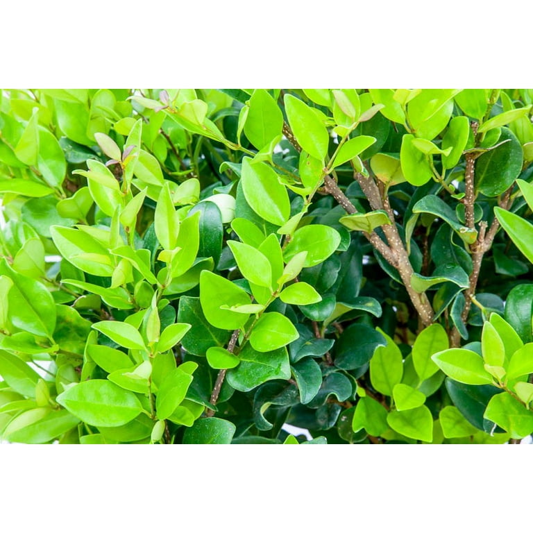 Privet Tree Leaves