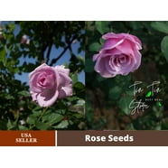 30 Seeds| Cherry red double knockout rose seeds #1408 | Seeds, Herbal ...