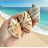 Mixed Seashells Assorted Rare Colorful Natural Mix Sea Shells Beach ...