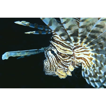 Fiji, Lionfish (Pterois Volitans) Side View, Head Detail Poster Print ...