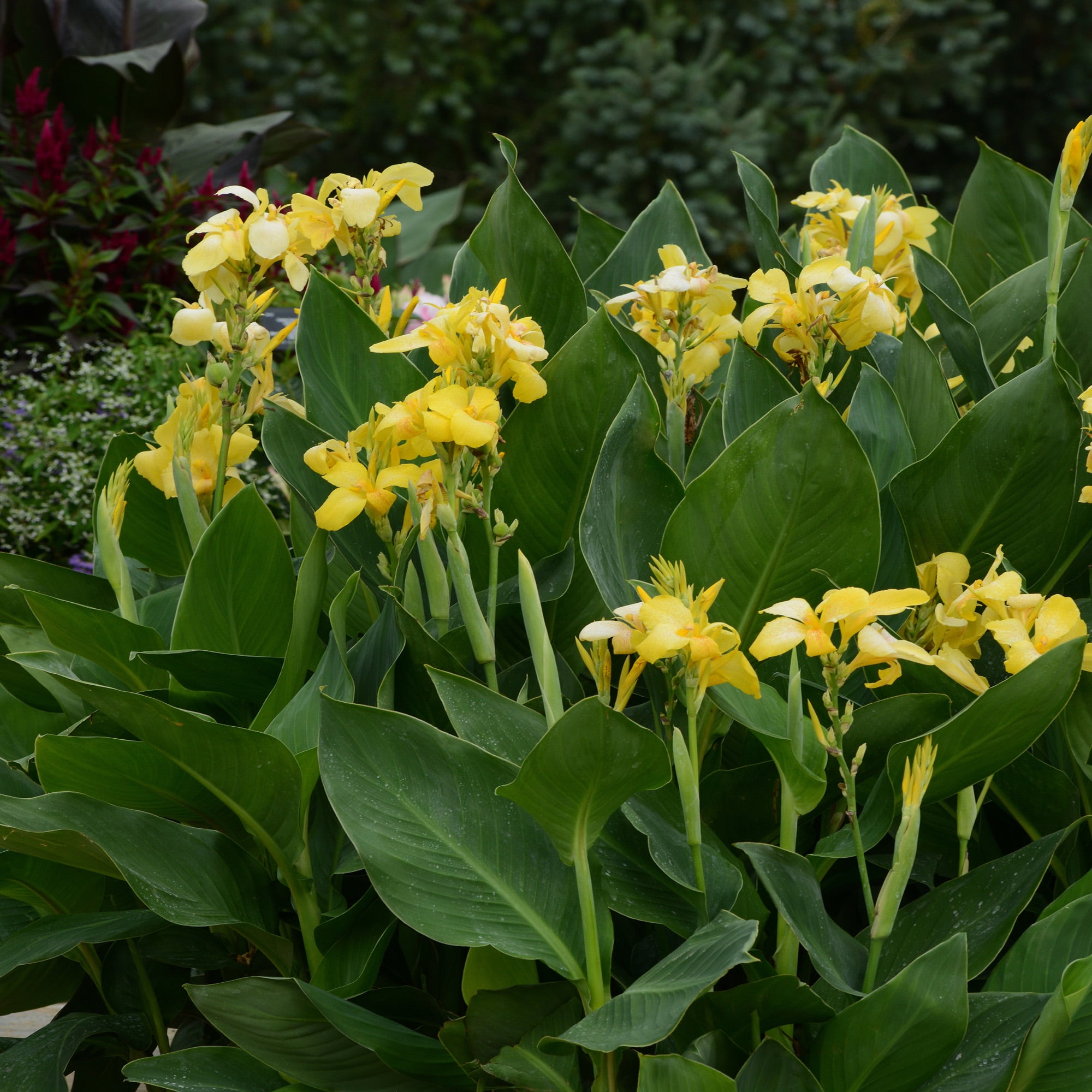 Outsidepride Yellow Canna Seeds - 20 seeds - Walmart.com