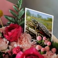 3drose, New Jersey, Bedminster, Eastern Painted Turtle - Us31 Jgl0036 ...