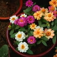 2 Zinnia Plants Live 4 Inch Pot, Flowering Annual Plant for Garden ...