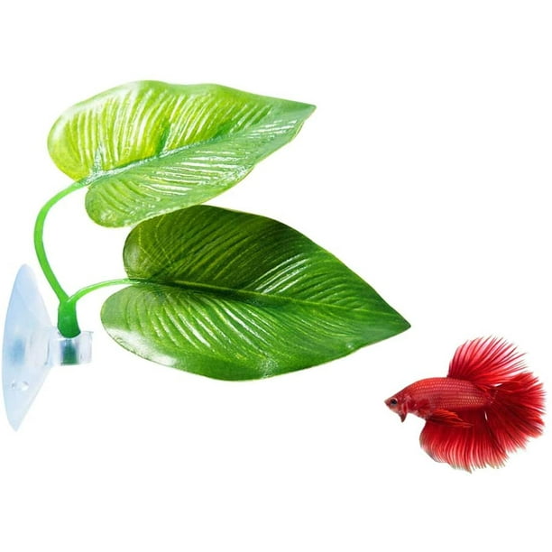 Betta Fish Leaf Pad - Improves Betta's Health by Simulating The Natural ...