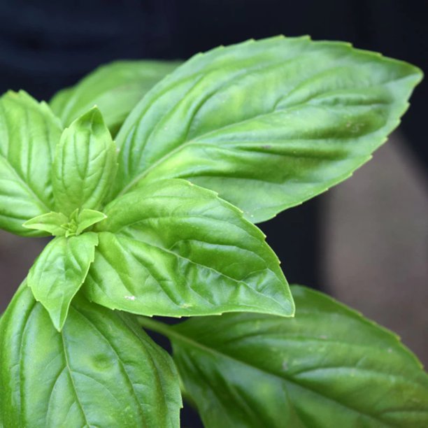 Basil Prospera Premium F1 Organic Seed - NON-GMO - 250 Seeds - Walmart.com