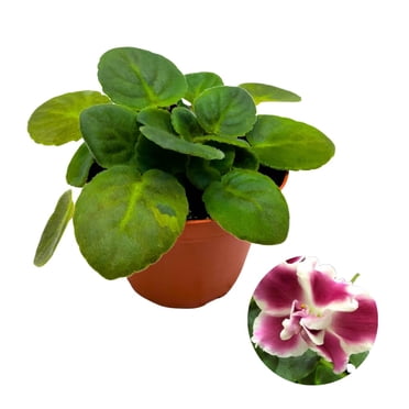 Harmony Foliage Hawaiian Pearl African Violet Saintpaulia 4 inch ...