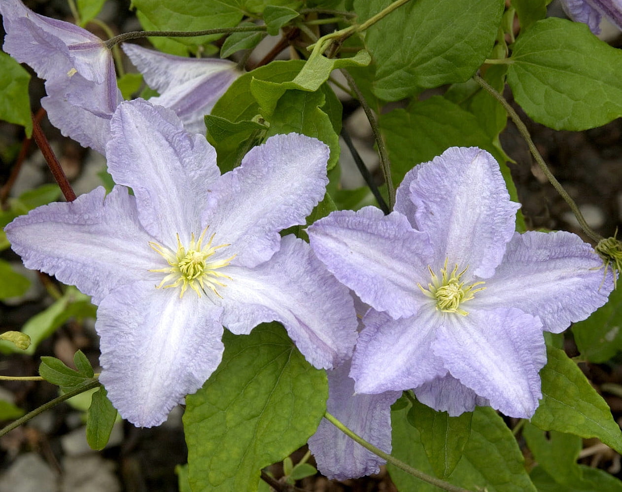 Blue Angel Clematis Vine - Perennial - 2.5" Pot - Walmart.com
