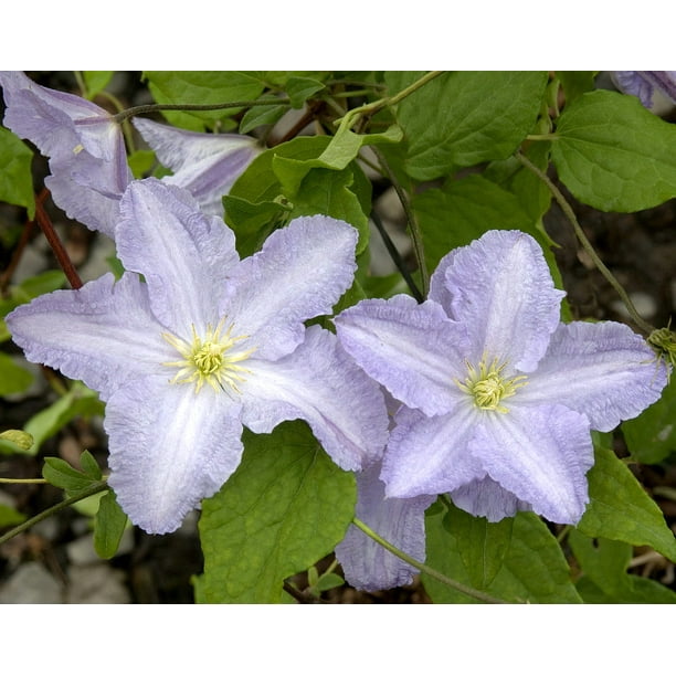 Blue Angel Clematis Vine - Perennial - 2.5" Pot - Walmart.com - Walmart.com