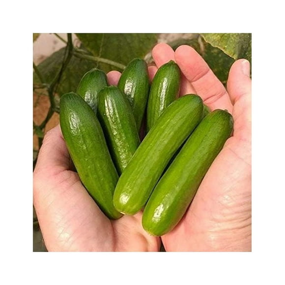 Mini Cucumber Plants
