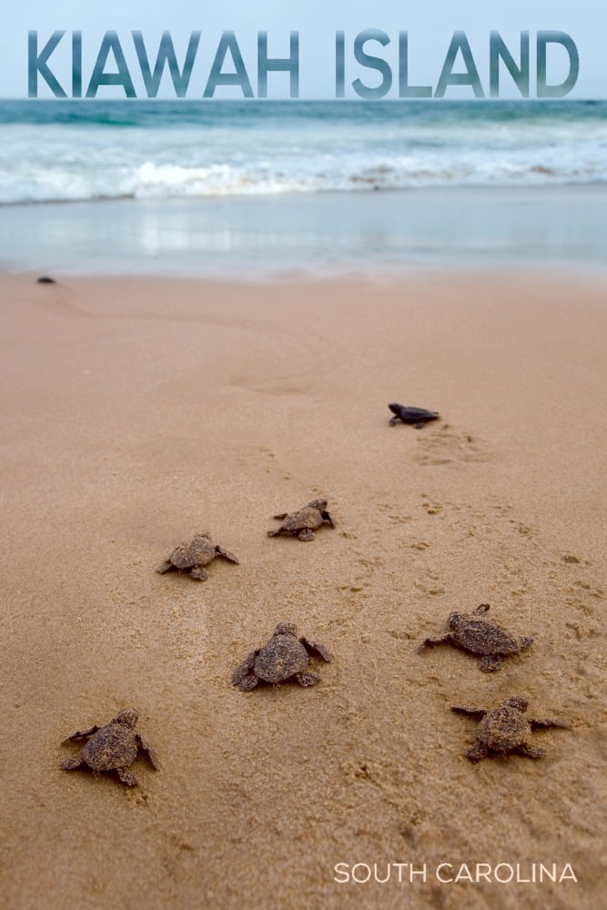 Kiawah Island, South Carolina, Sea Turtles Hatching (24x36 Giclee ...