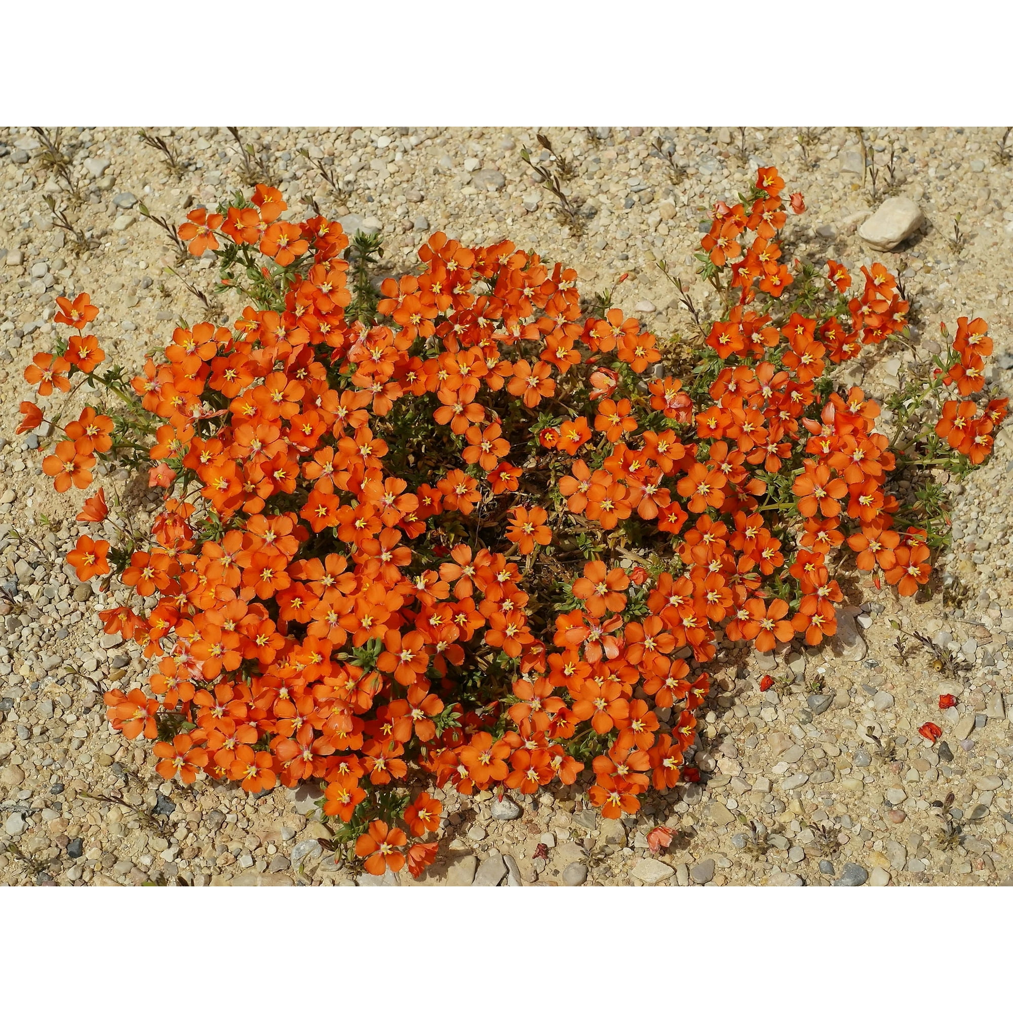 Click here for Seedville Usa 100 Scarlet Pimpernel (Adders Eyes)... prices