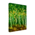 Trademark Fine Art 'Birch Trees In Frame' Canvas Art by Bonnie B Cook ...