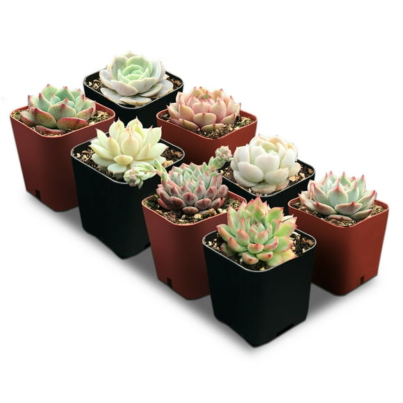 2 Inch Pots