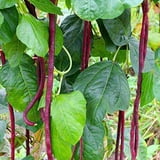 Asian Red Long Bean Seeds for Planting (30 Seeds) - Red Cowpea ...