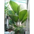 Vanuatu Fan Palm - Licuala Grandis - Live Plant in 1 Gallon Pot ...