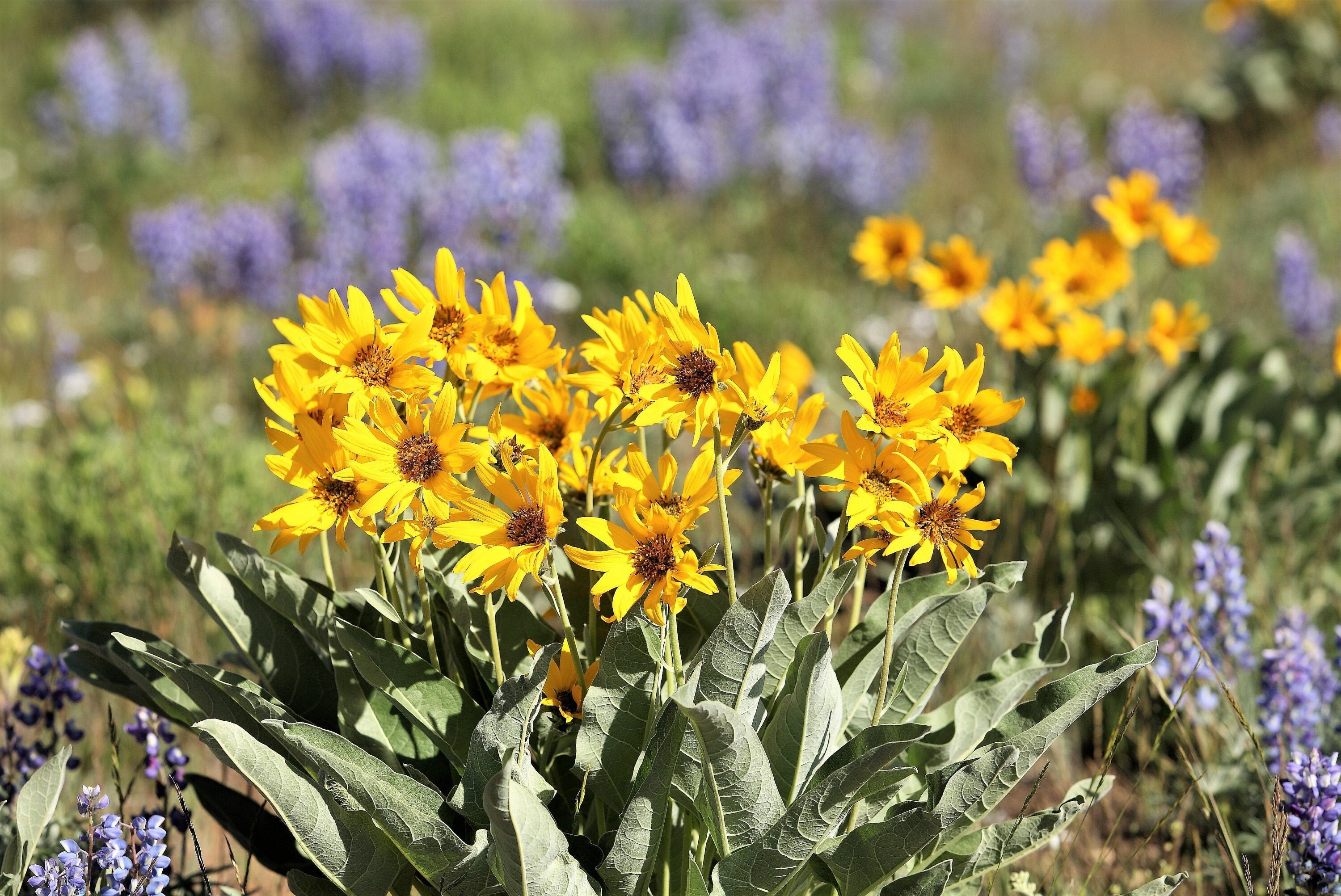50 ARROWLEAF BALSAMROOT Oregon Sunflower Balsamorhiza Sagittata Native ...