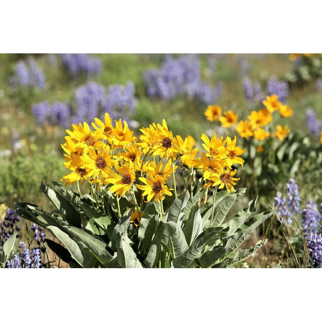 50 ARROWLEAF BALSAMROOT Oregon Sunflower Balsamorhiza Sagittata Native ...