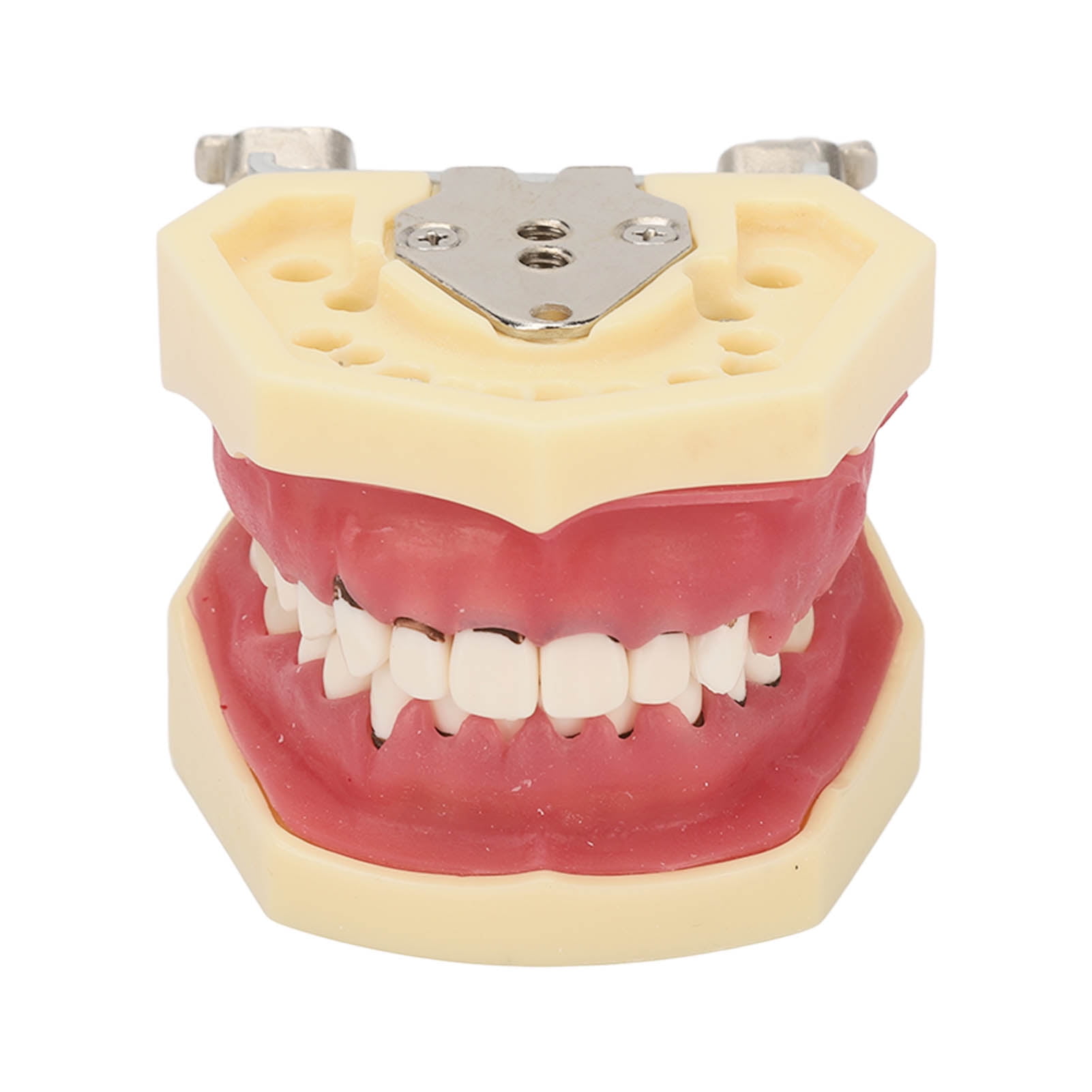 Modelo de dientes para enfermedades periodontales, resina para dientes ...