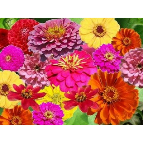 250 ZIN MASTER ZINNIA Mix Elegans Mixed Colors Flower Seeds - Walmart.com