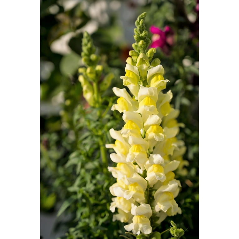 Wild Snapdragon Plant