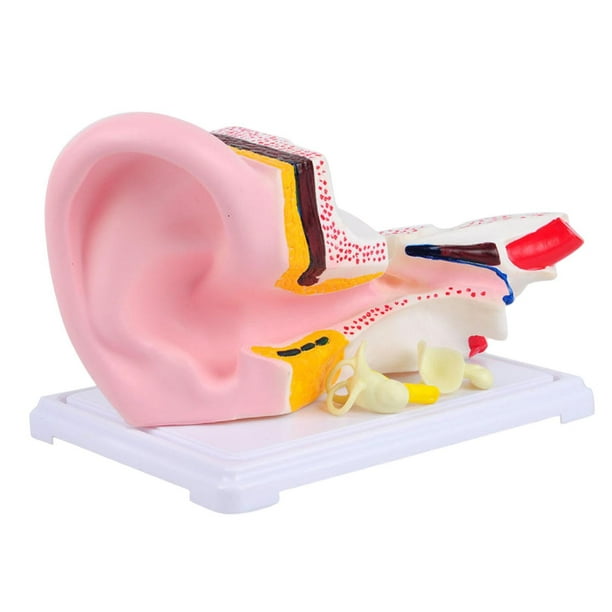 Xuanheng Human Ear Anatomy Model Anatomical 3D Ear Model for Classroom ...