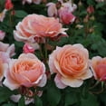 Heirloom Roses Orange Rose Plant - Douglas Gandy™ Shrub Rose - Live ...