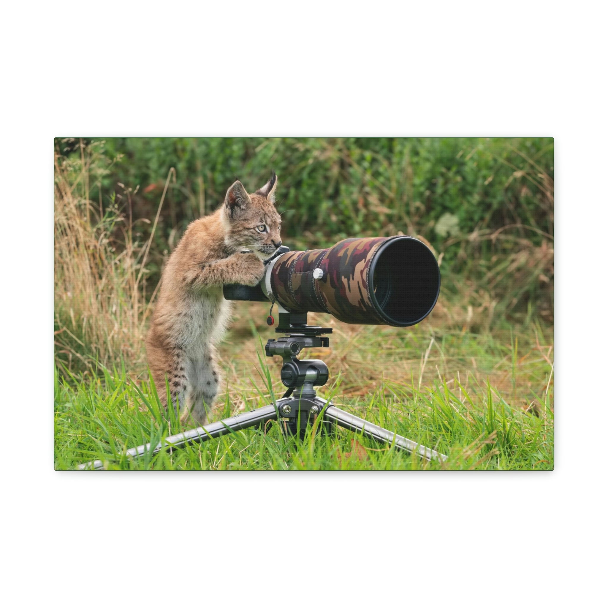 Funny Wildcat Silly Wildcat Outside Wall Art Ready to Hang Unframed ...