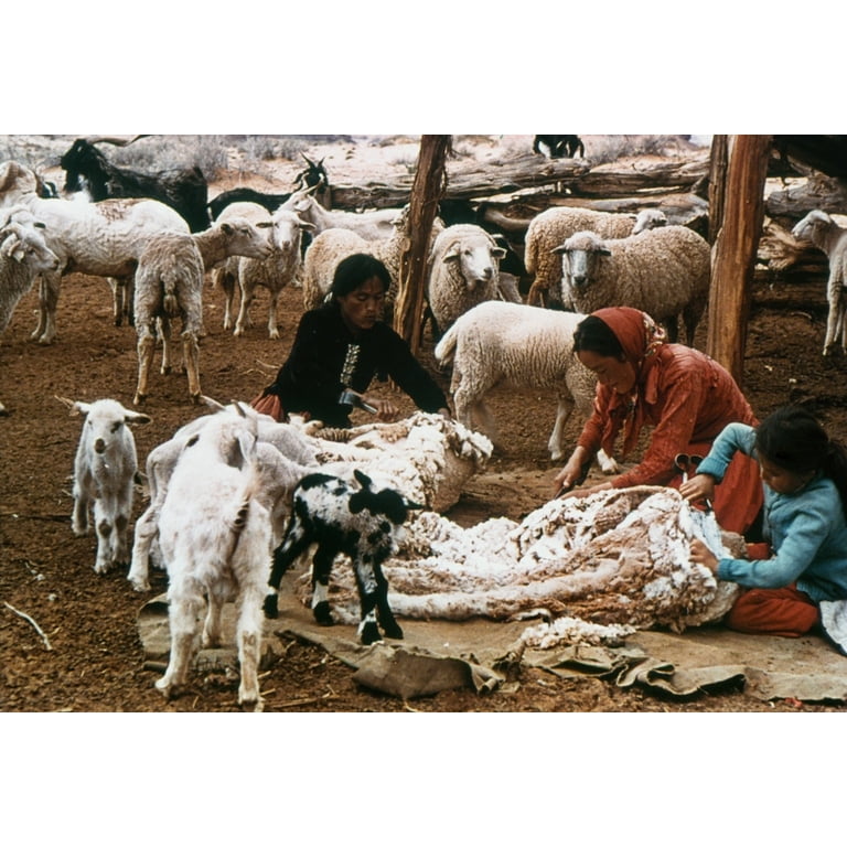 Navajo Sheep Shearing