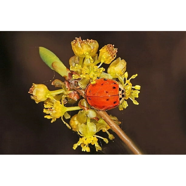 10 SPICEBUSH Wild Allspice Lindera Benzoin Northern Spice Bush Red ...