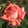 Heirloom Roses' Folklore™ Hybrid Tea Rose - Fragrant Live Plant, Flower ...