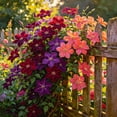 Giant Clematis Vine For Planting Ideal for Gardening Deer Resistant ...