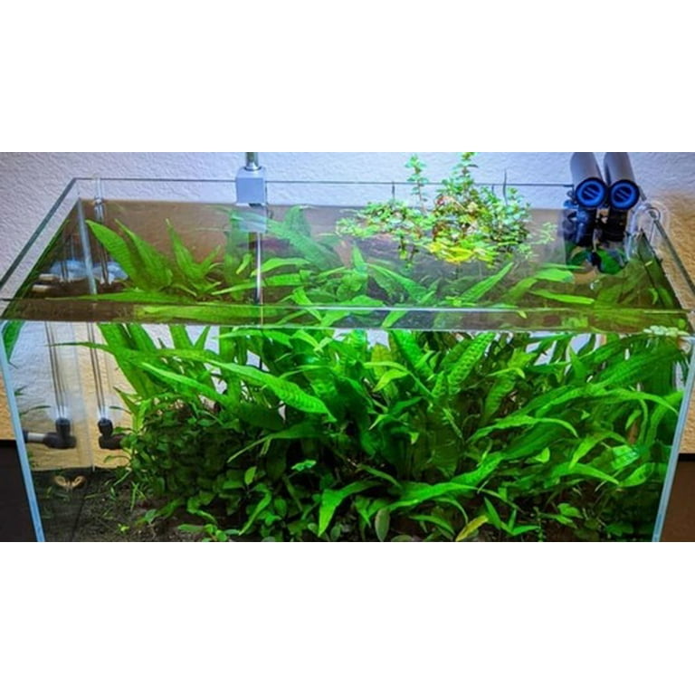 Java Fern Aquarium