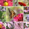 Earthcare Seeds 1000 Butterfly Garden Flower Plant Seeds, Heirloom ...
