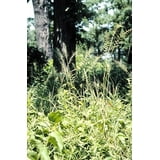 25 BOTTLEBRUSH GRASS Ornamental Shade Elymus Hystrix Patula Seeds ...