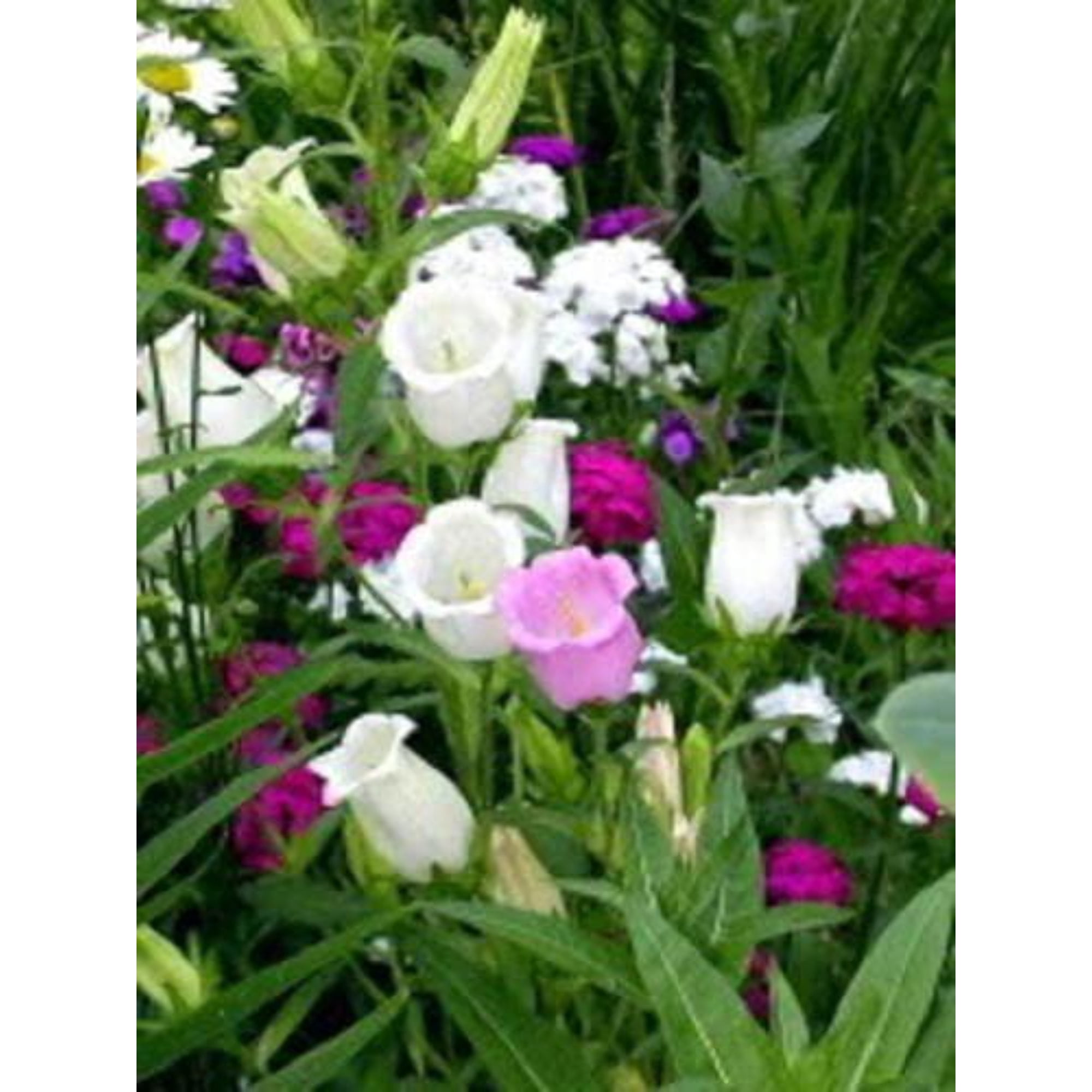 Click here for Seedville Usa 100 Mixed Canterbury Bells - Crown M... prices