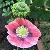 100 Hens and Chicks Poppy Flower Seeds for Planting - Rare Strain ...